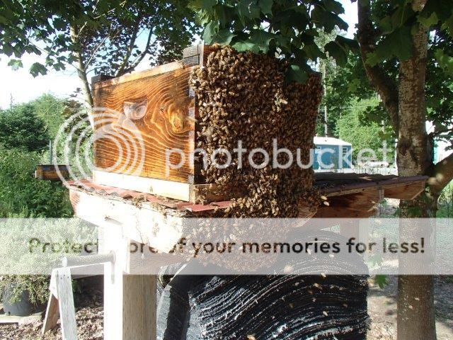 Lemongrass oil in swarm traps | Beesource Beekeeping Forums